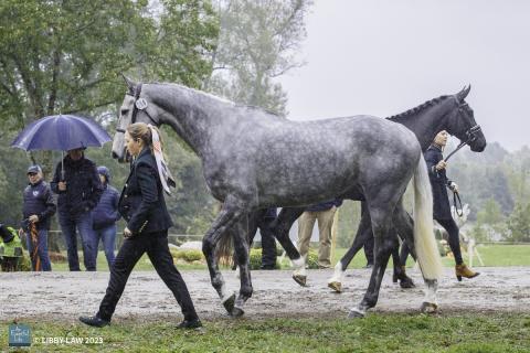 Mondial Du Lion (FRA) Photo Gallery 2023 | An Eventful Life