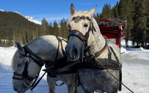 Tinney Eventing March 2025 Update | An Eventful Life
